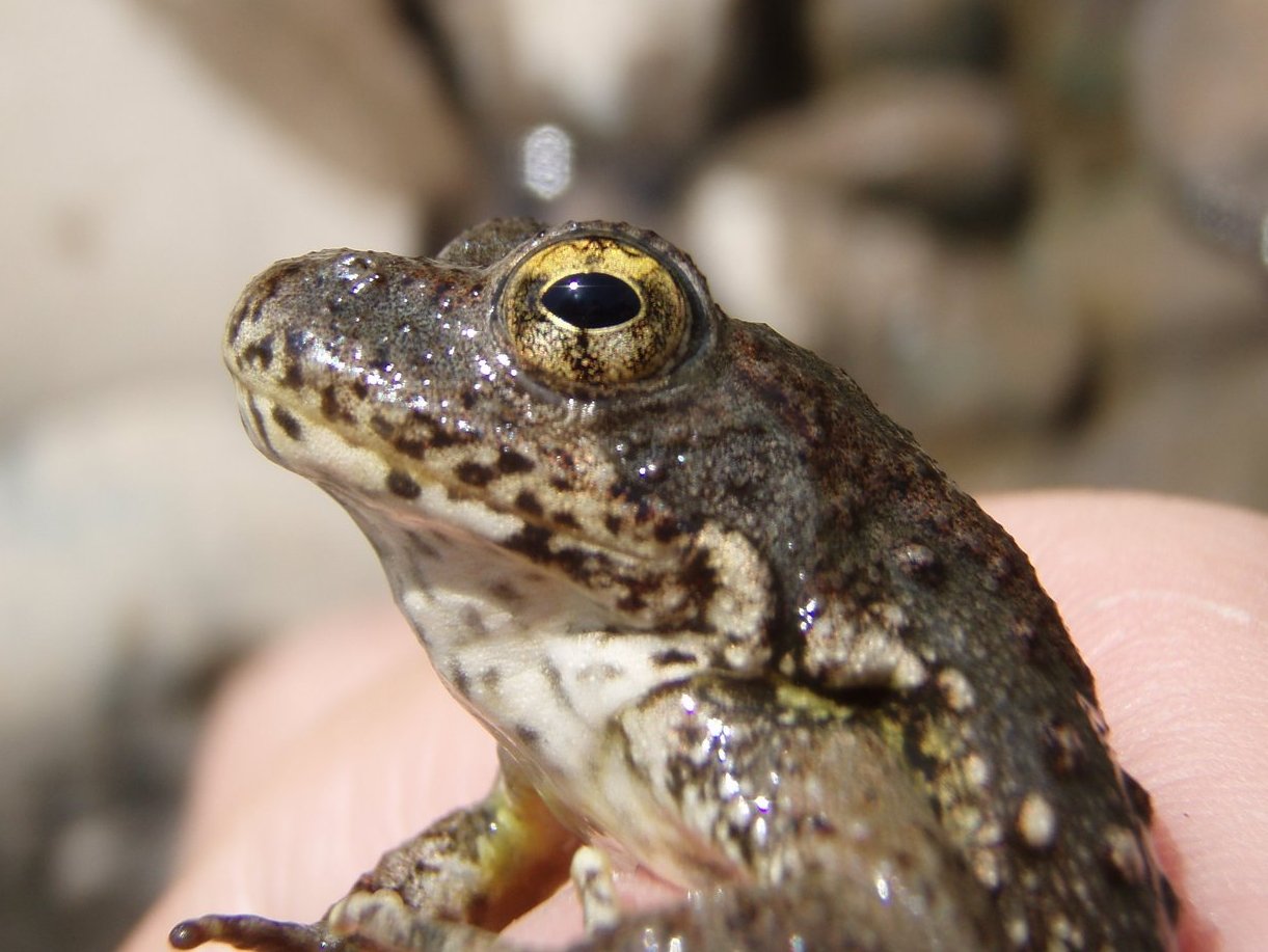 Sierra frogs breed insights on river management | California WaterBlog