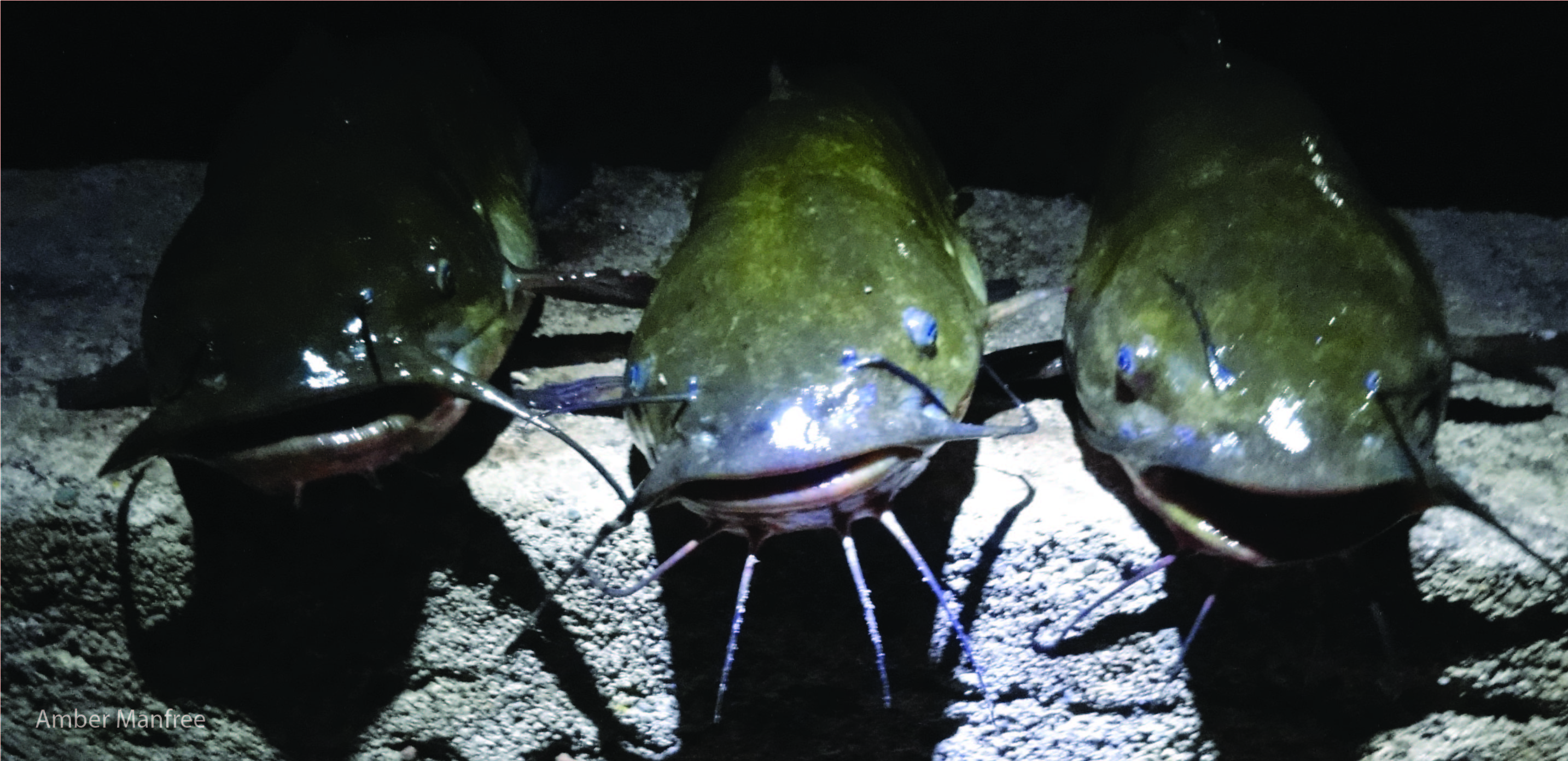 Trick or treat? Aliens at the door | California WaterBlog