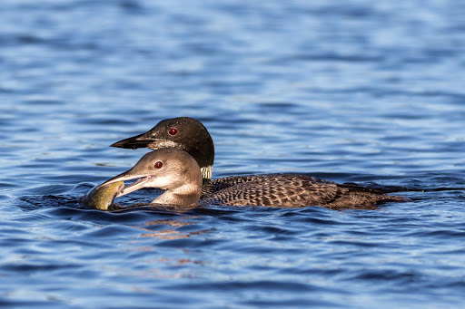 Eat Prey Loon: lessons from juvenile loons in Wisconsin | California ...