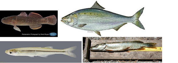 Living with non-native fishes in California requires using the right ...