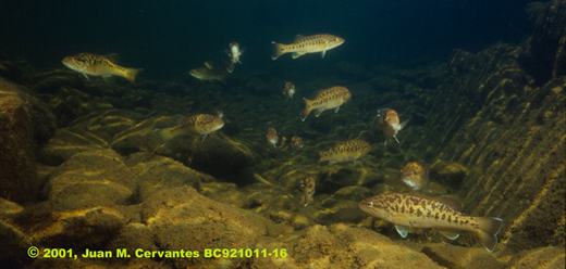 Living with non-native fishes in California requires using the right ...