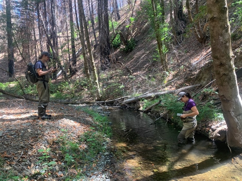 Between a rock and a dry place: effects of drought on stream drying ...