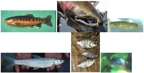 Endangered Freshwater Fishes: Does California Lead the World ...