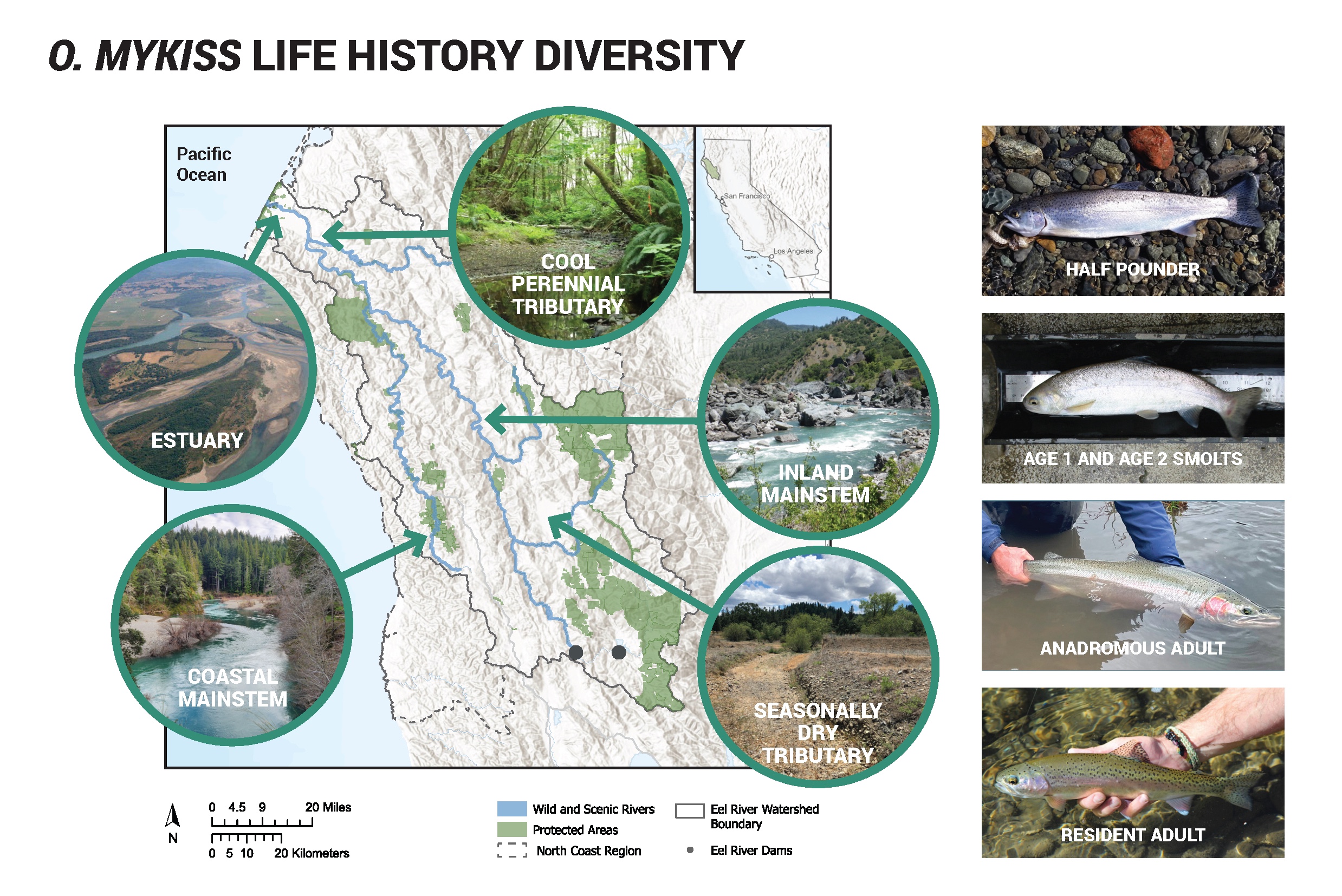 The foodscape – (re) connecting salmon to the productive capacity of ...