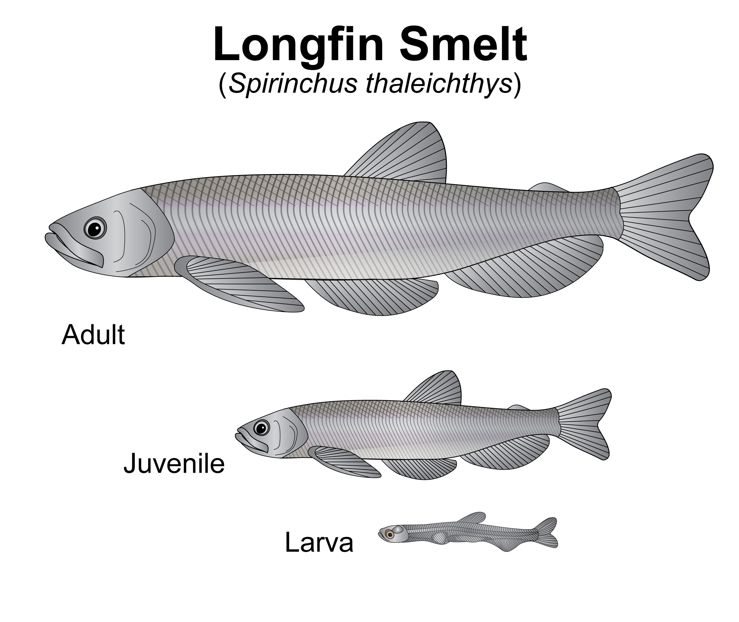 Newly Listed Smelt in the Delta | California WaterBlog