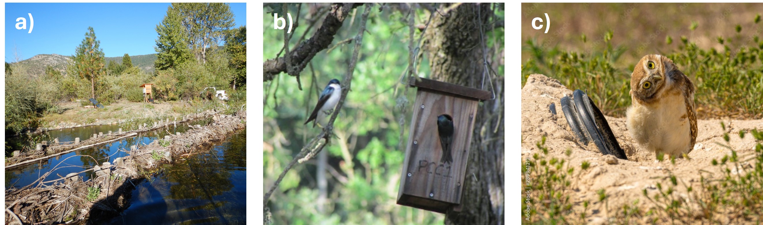 The Power of Mimics in Aquatic Management and Beyond | California WaterBlog