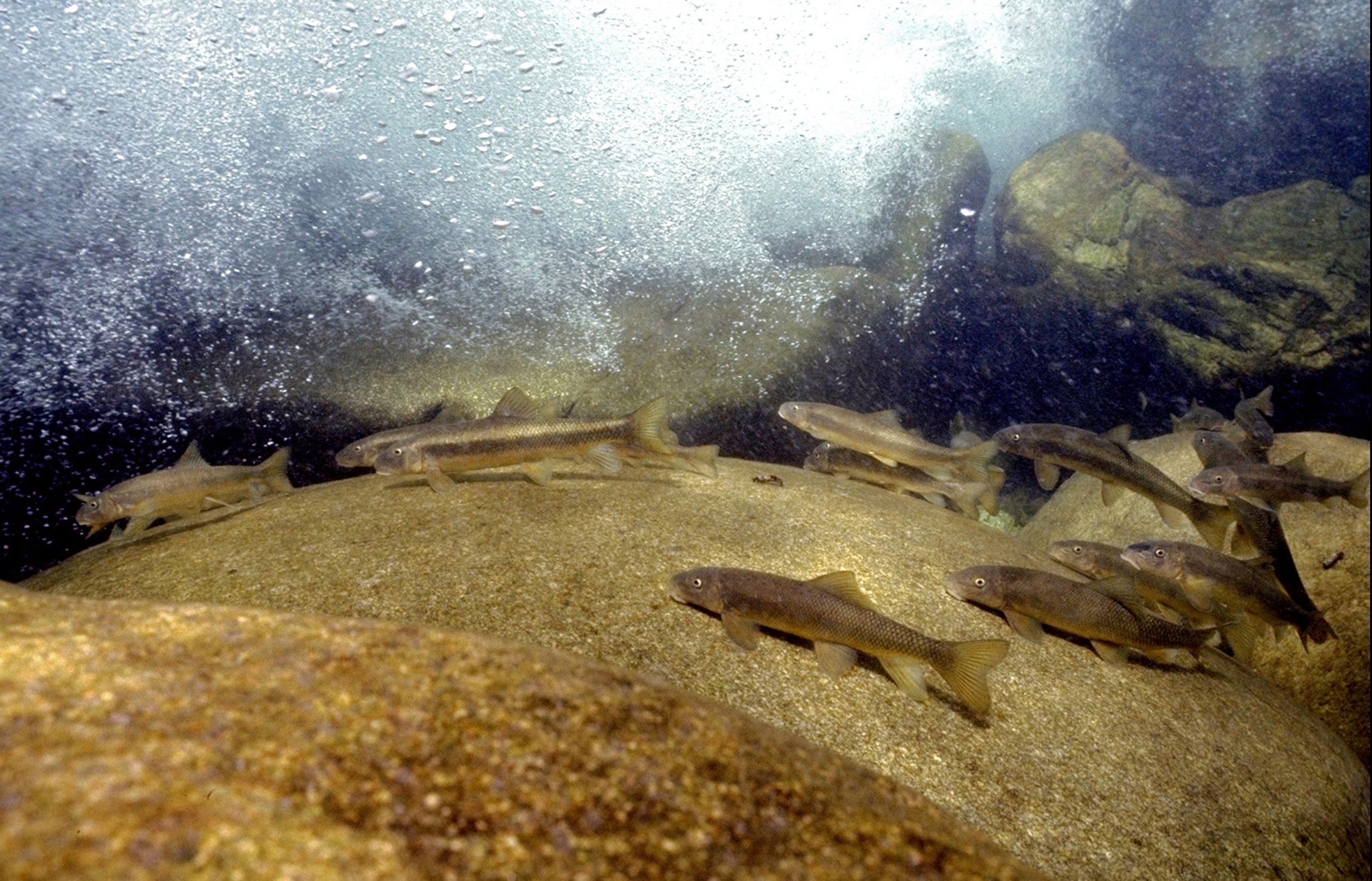 Resilient California Fishes: Sacramento Sucker | California WaterBlog